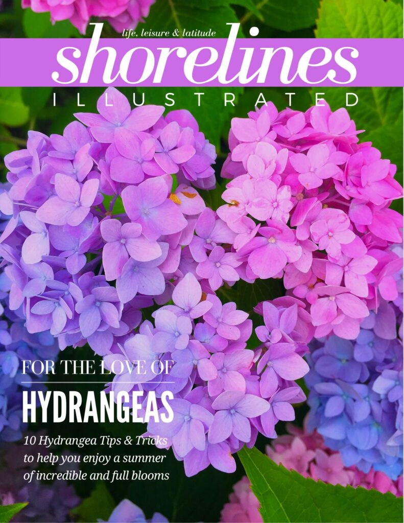 10 Hydrangea Tips, Tricks & Trivia - Shorelines Illustrated