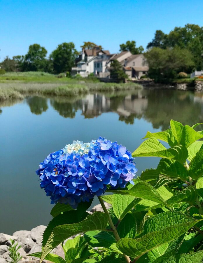 10 Hydrangea Tips, Tricks & Trivia - Shorelines Illustrated
