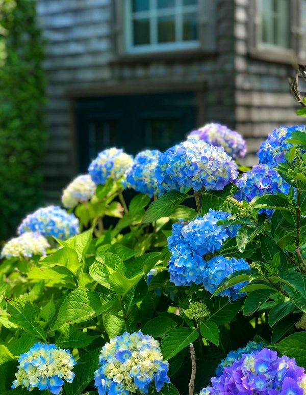 10 Hydrangea Tips, Tricks & Trivia - Shorelines Illustrated
