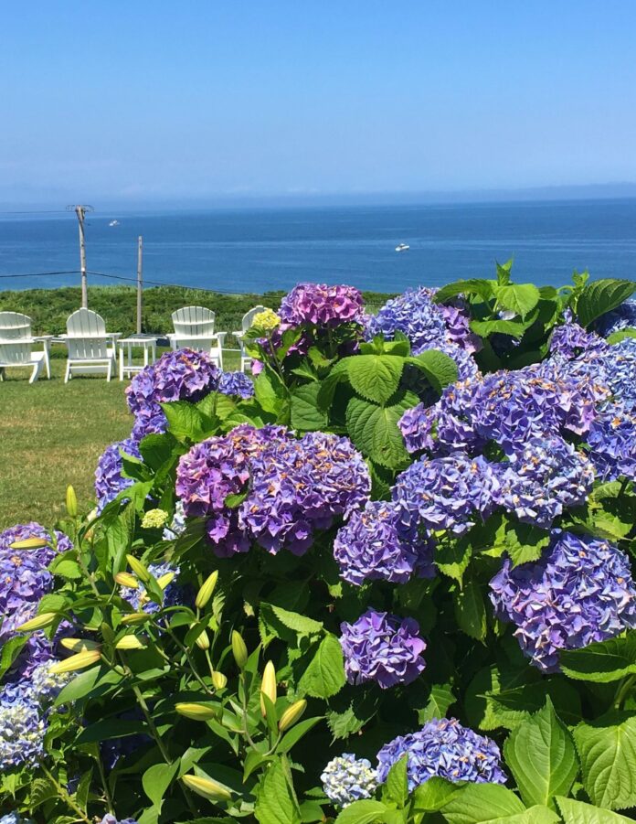 10 Hydrangea Tips, Tricks & Trivia - Shorelines Illustrated