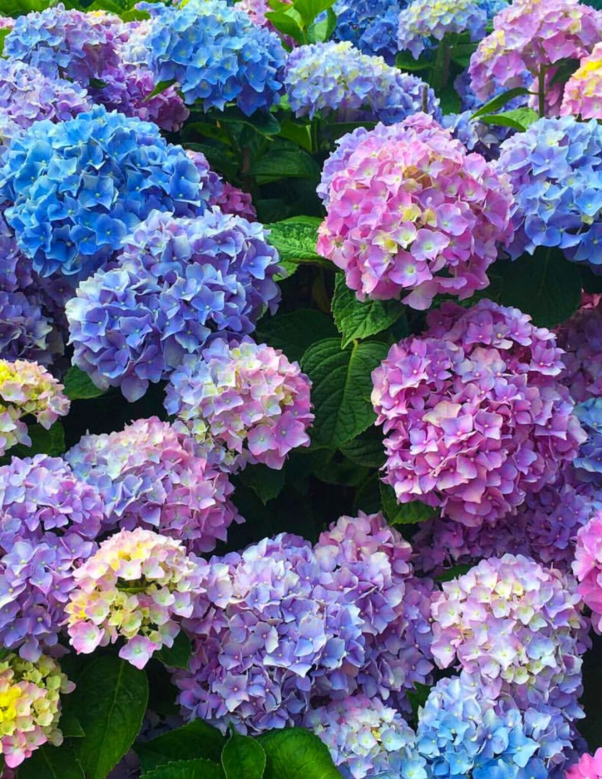 10 Hydrangea Tips, Tricks & Trivia - Shorelines Illustrated