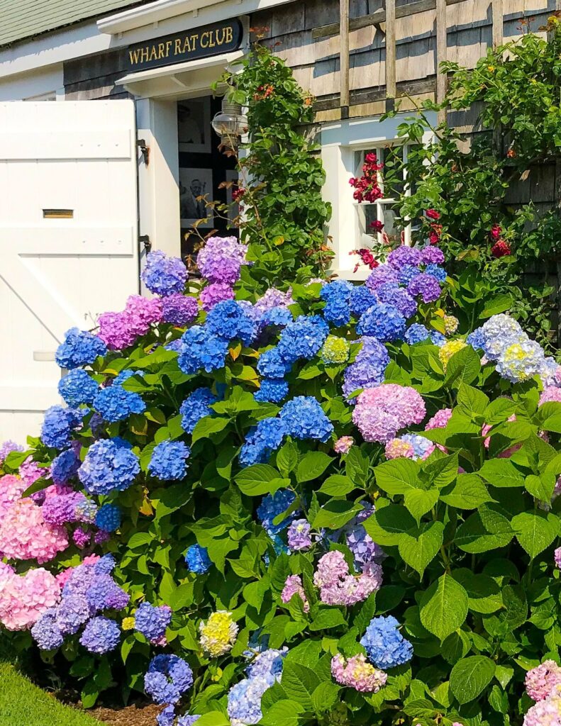 Hydrangeas on Nantucket | The Season's Best Blooms - Shorelines Illustrated
