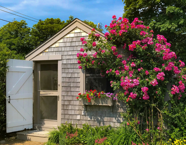 The Rose Covered Cottages of 'Sconset Nantucket - Shorelines Illustrated