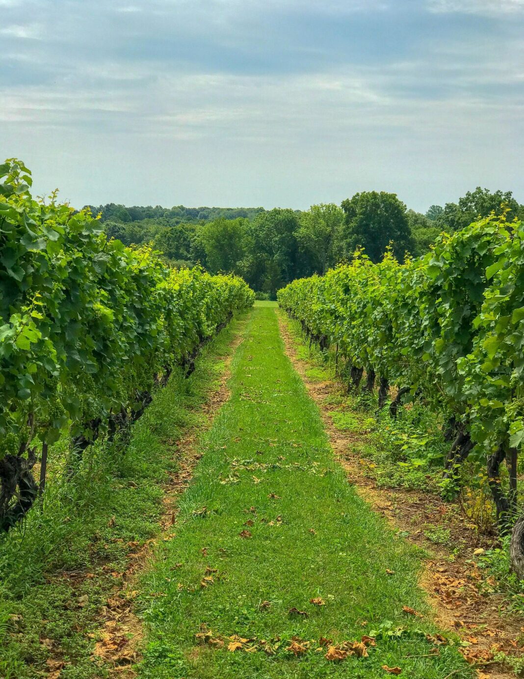 Stonington Vineyards | The Connecticut Wine Trail - Shorelines Illustrated